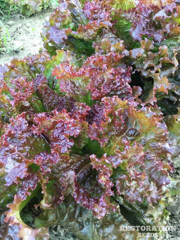 Lettuce##Lactuca sativa